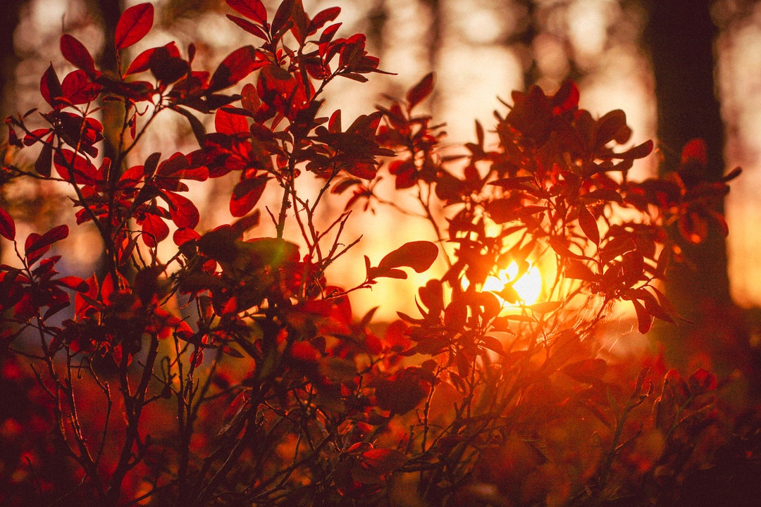 Red Sunset Forest Autumn Sunlight Colors Photograph Digital Download ...
