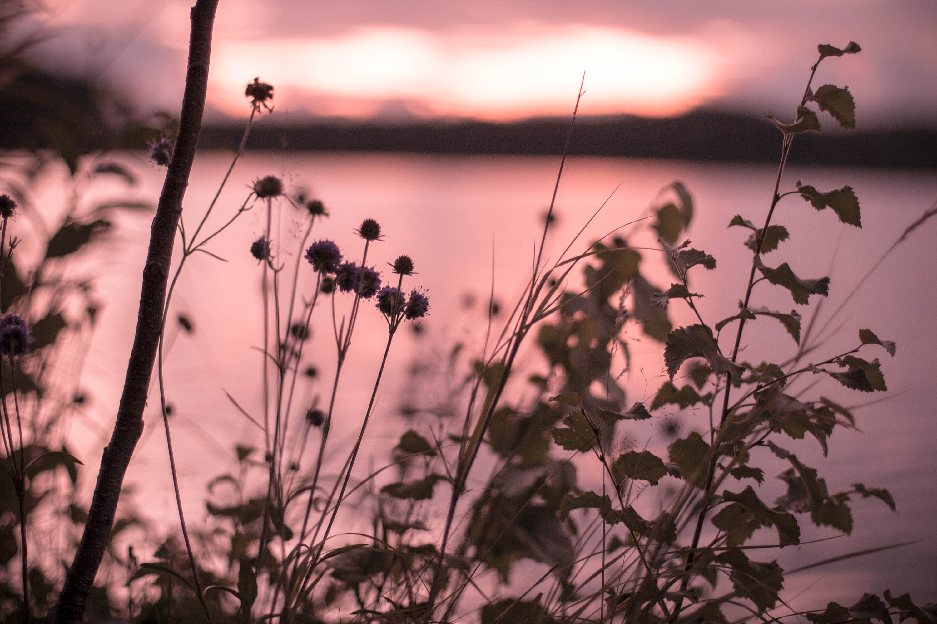 Lakeside Summer Sunset Pink Sky Photograph Digital Download Nature ...
