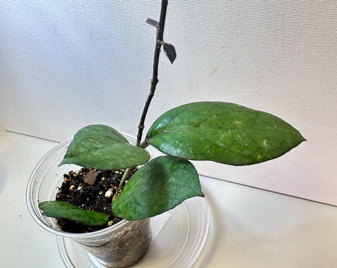 Hoya 'puom Siam Ruby' - Etsy