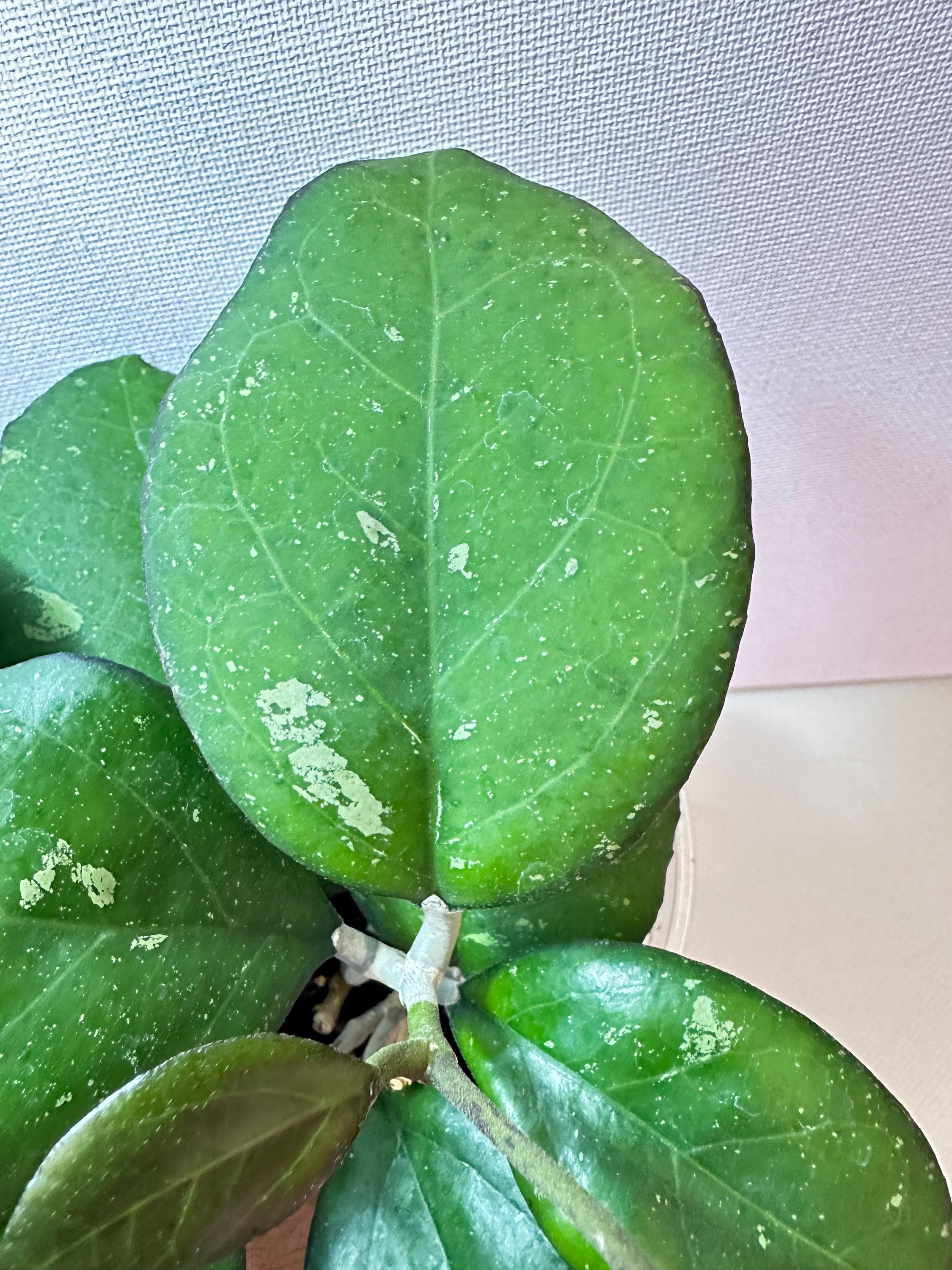 Hoya Hybrid 'jordana Natalie' X 'joy Splash', Well Established Plant - Etsy