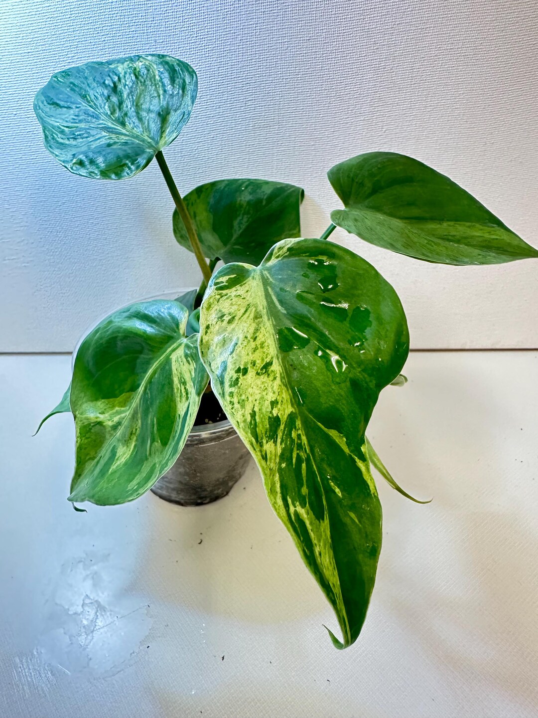 Variegated Heartleaf Philodendron, High Variegation, Well Rooted Plant ...
