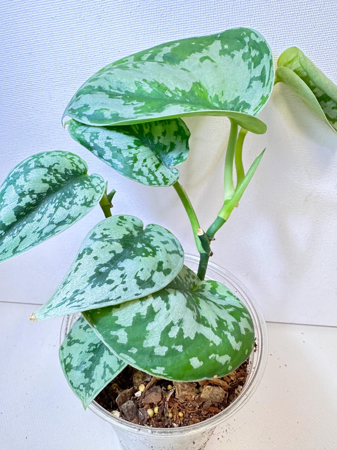 Scindapsus Pictus exotica, Silver Satin Pothos, With a silver Lady ...