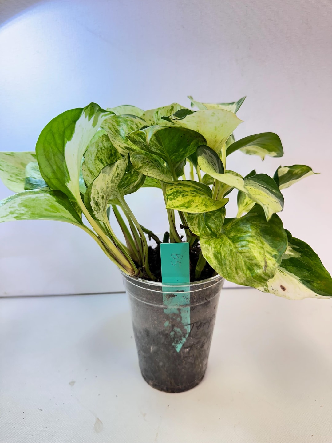 Manjula Pothos, Multiple High Variegation Select, 16-oz Large Pot B5 - Etsy