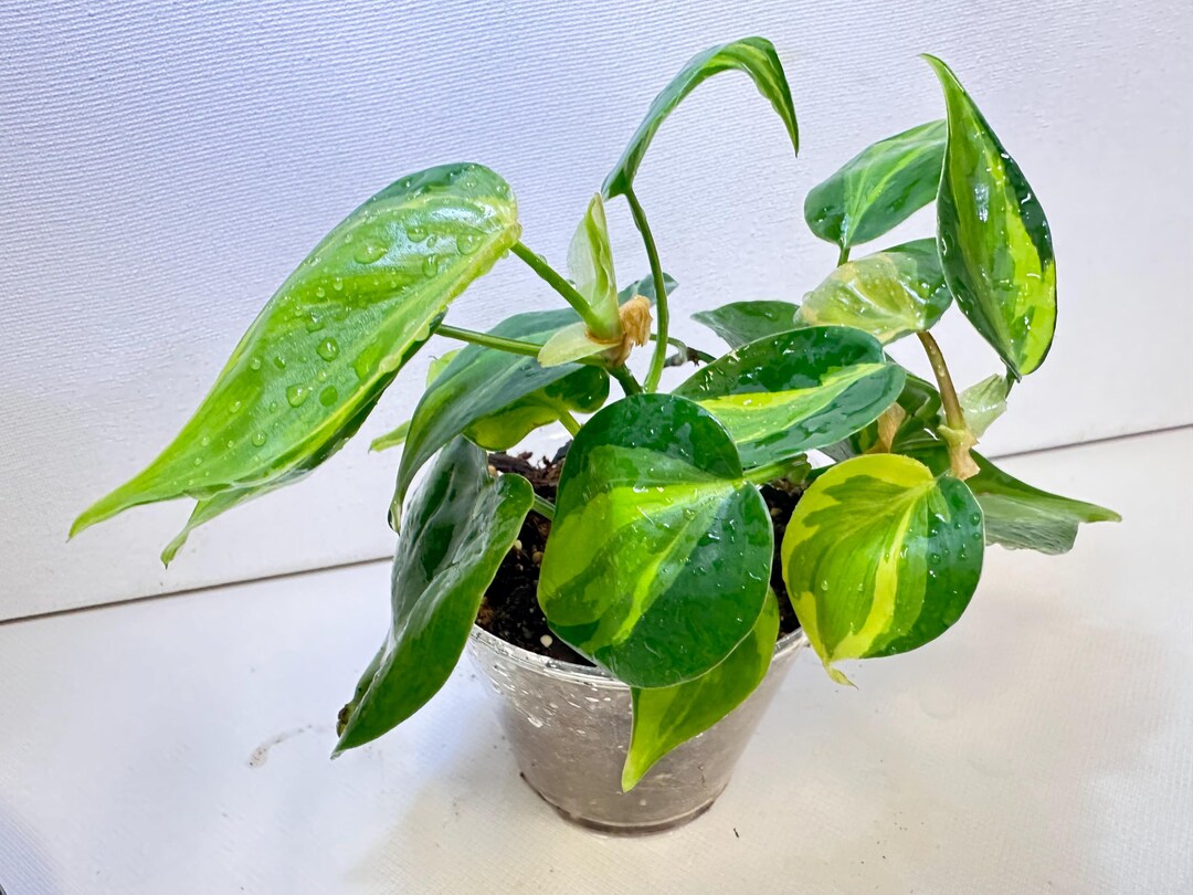 Special Philodendron Haderaceum 'brasil' Selection, “carnival ...