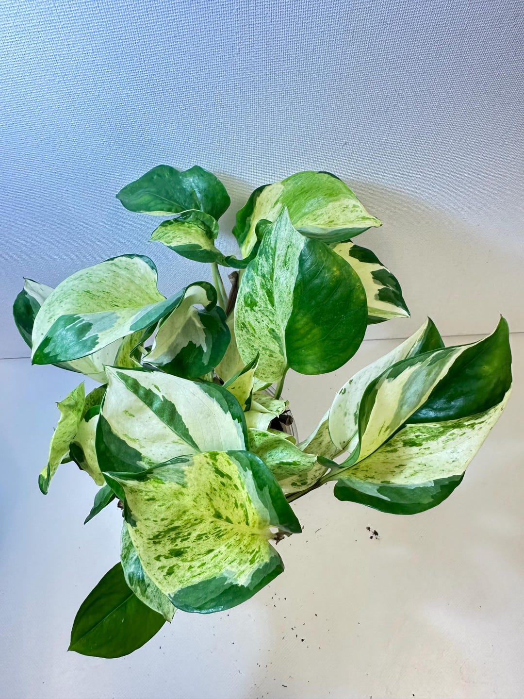 Manjula Pothos, Multiple High Variegation Plants, in 16-oz Large Pot ...