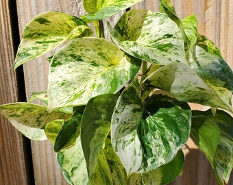 Mutant Manjula Pothos - Etsy