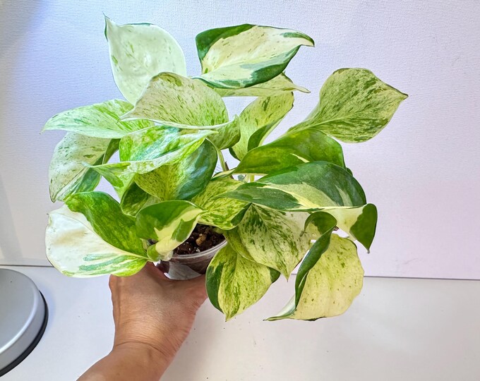 Manjula Pothos, Multiple High Variegation Select, 16-oz Large Pot - “A ...