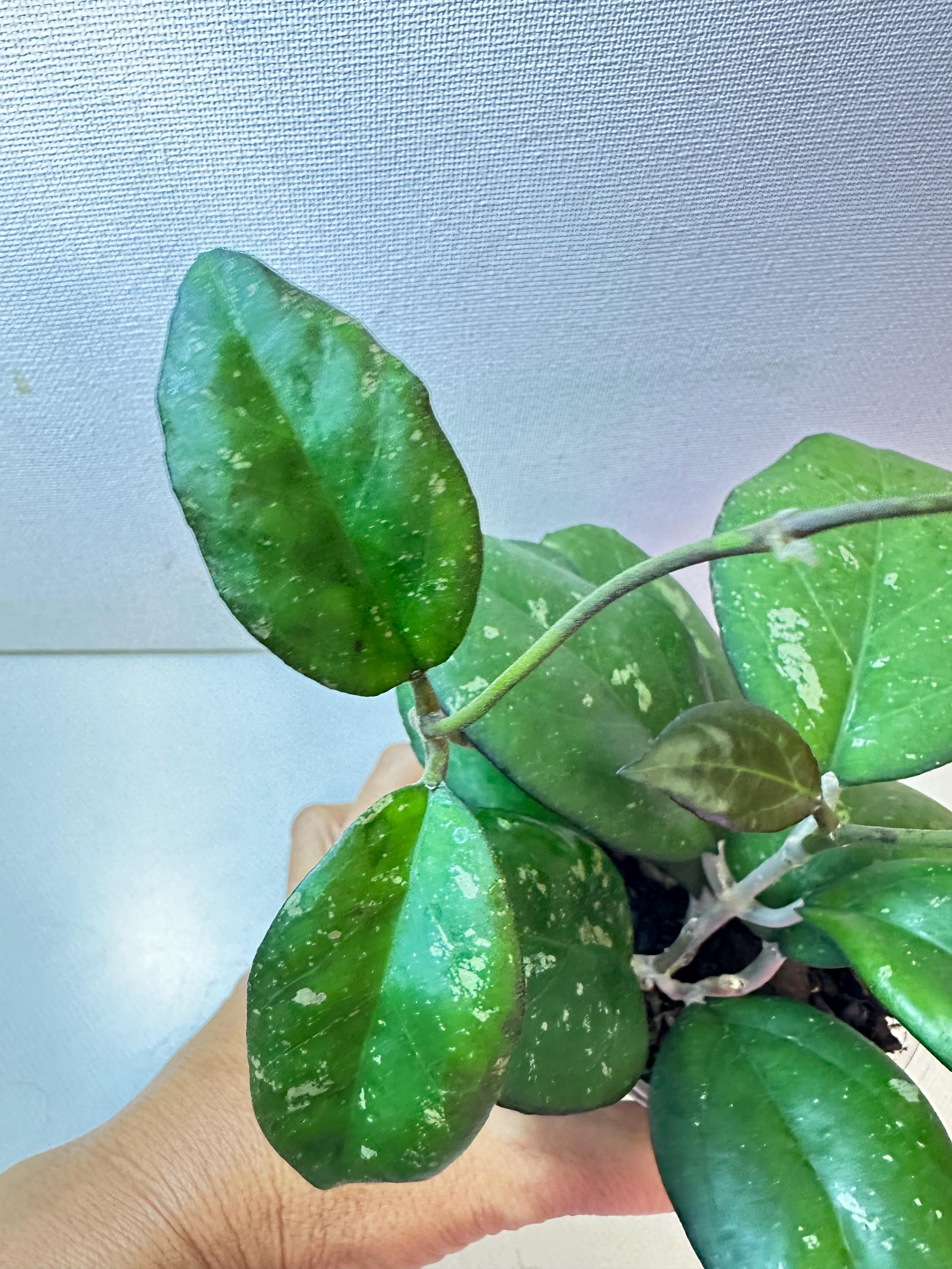 Hoya Hybrid 'jordana Natalie' X 'joy Splash', Well Established Plant - Etsy