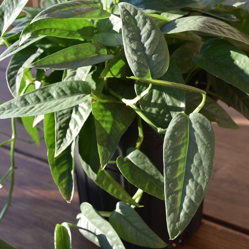 Cebu Blue Pothos - Etsy
