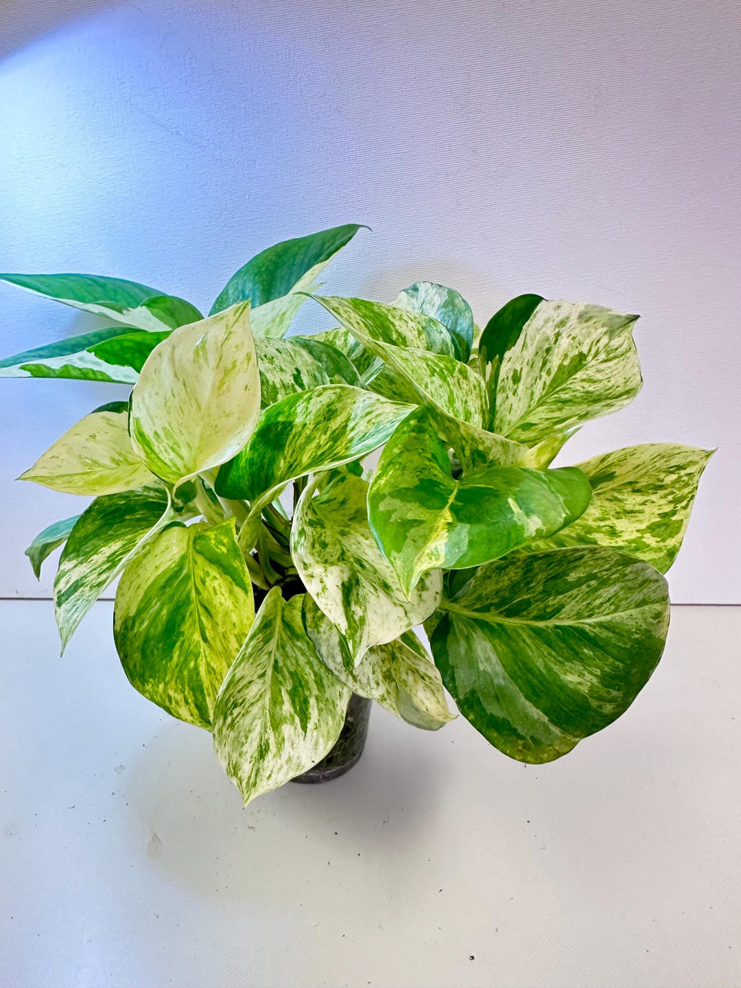 Manjula Pothos, Multiple High Variegation Select, 16-oz Large Pot - B12 ...