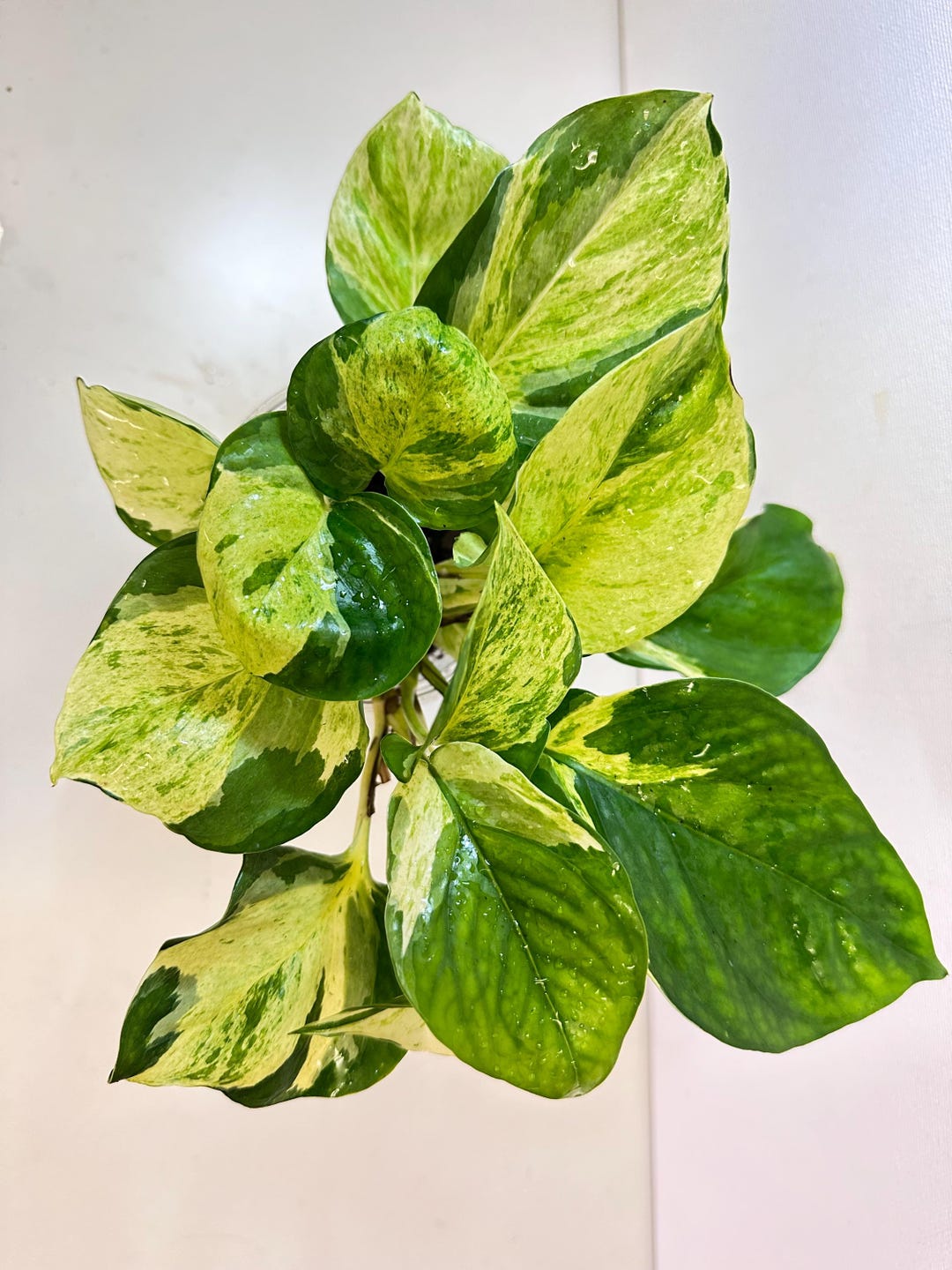 Manjula Pothos, Multiple High Variegation Select, 16-oz Large Pot - “Q ...
