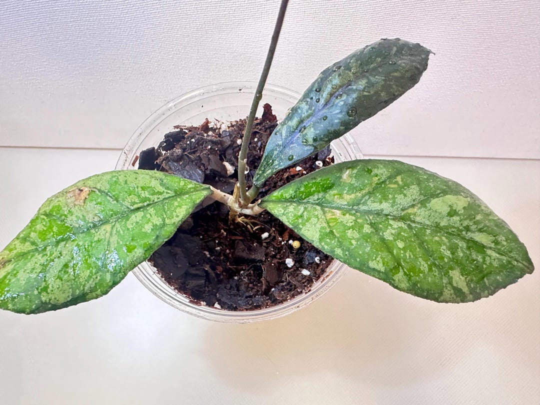 Hoya Deykeae X Chicken Farm, Large - Etsy