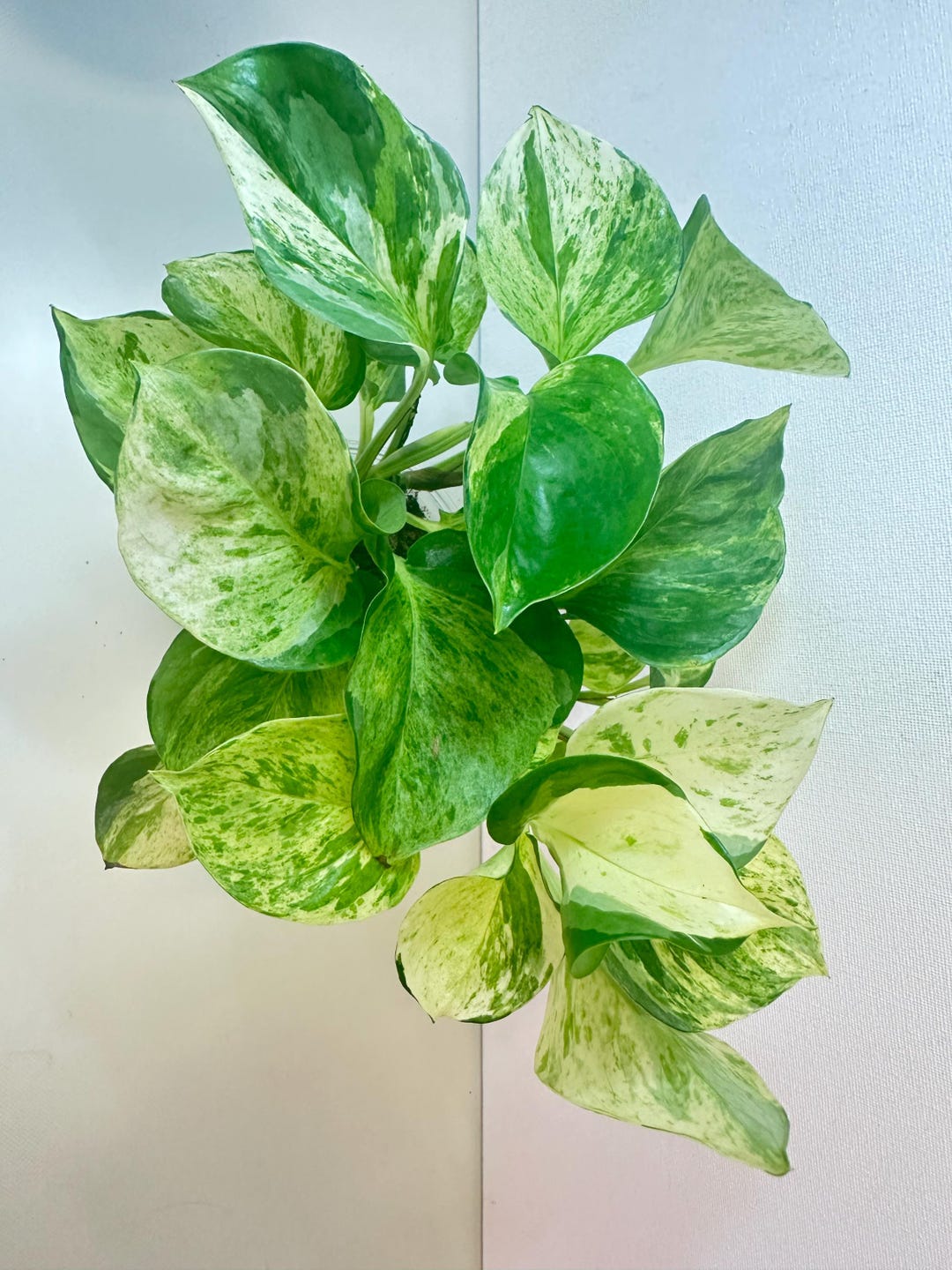 Manjula Pothos, Multiple High Variegation Select, 16-oz Large Pot - “S ...