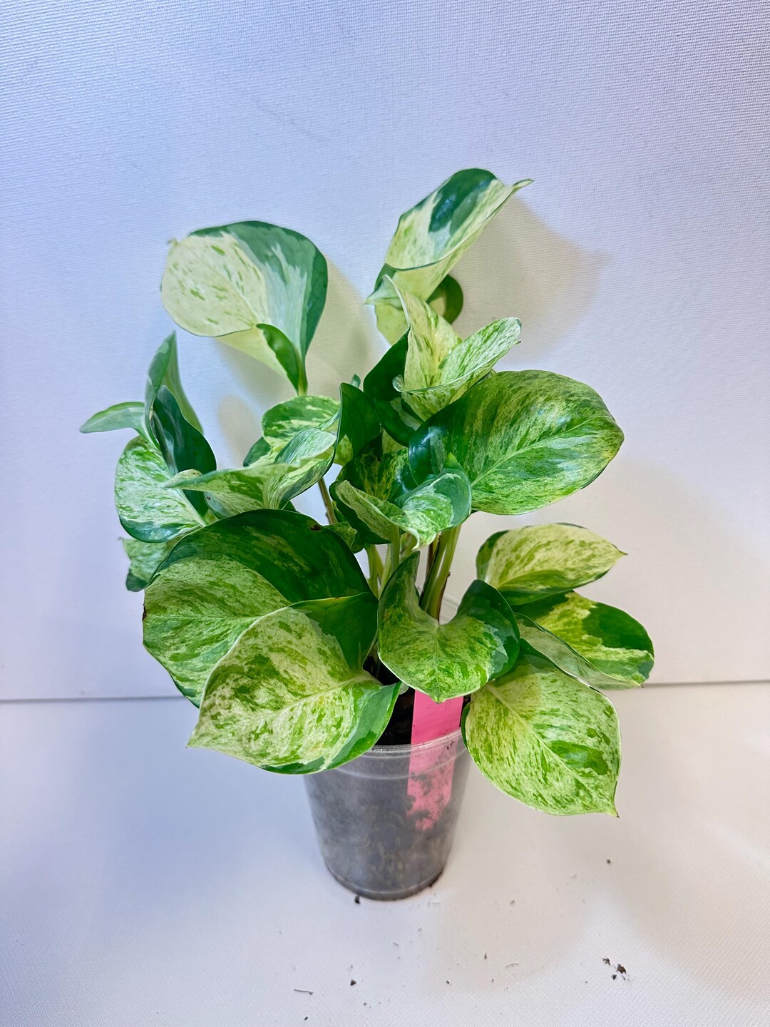 Manjula Pothos, Multiple High Variegation Select, 16-oz Large Pot - S8 ...