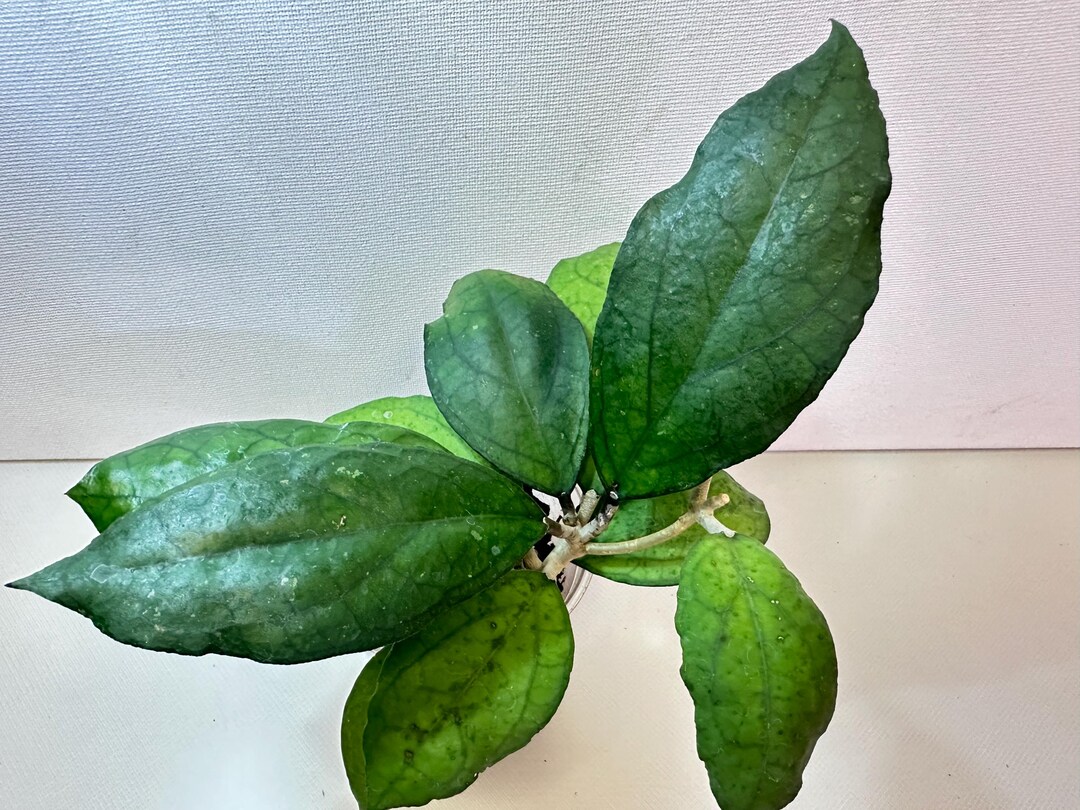 Hoya 'puom Siam Ruby', Medium - Etsy