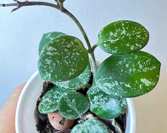 Hoya Mathilde 'super Splash' - Etsy