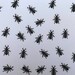 Ant Confetti Insect Confetti Bug Party Decor Insect - Etsy