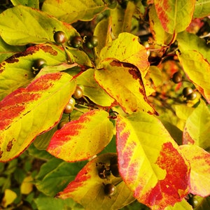 Neoshirakia Japonica - MILK TREE, Magnificent Autumn Colour, Produces ...