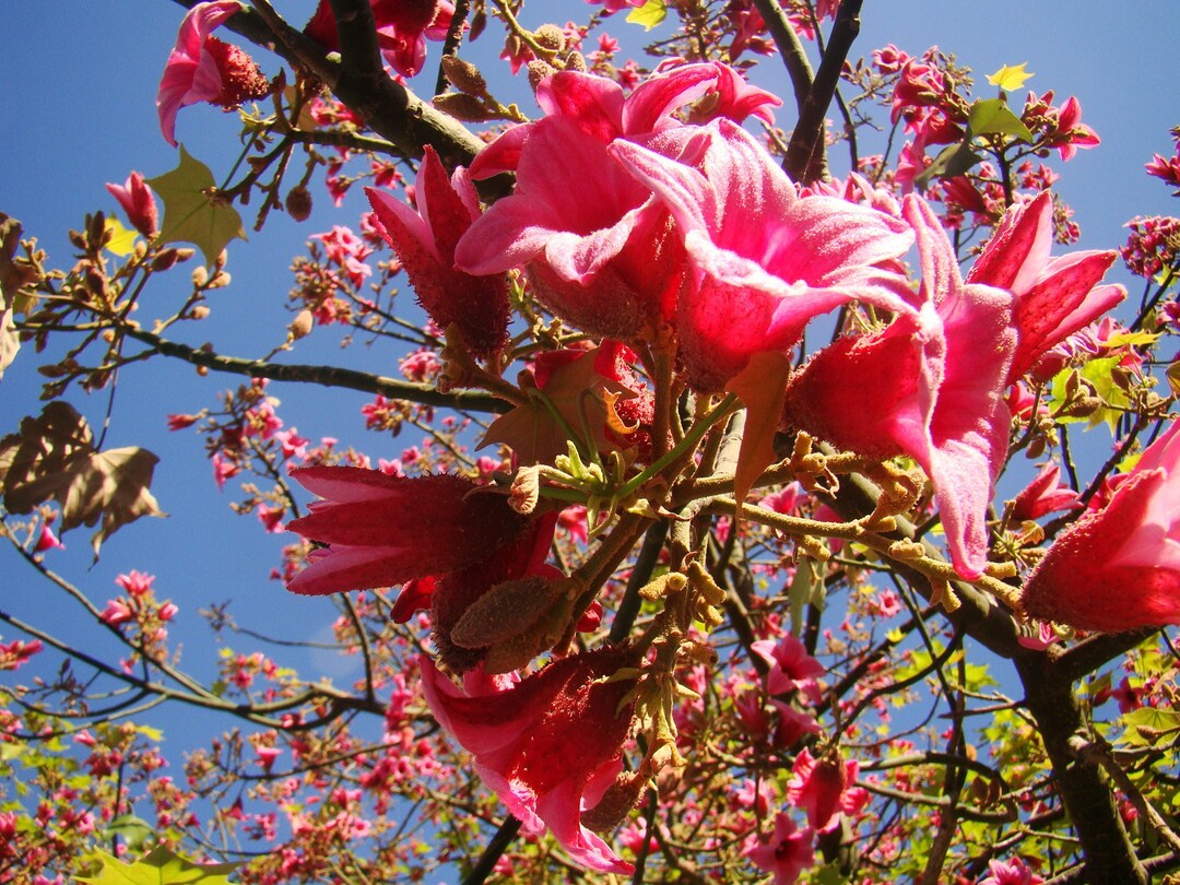 Brachychiton Discolor - PINK FLAME TREE, Ornamental Deciduous Tree ...