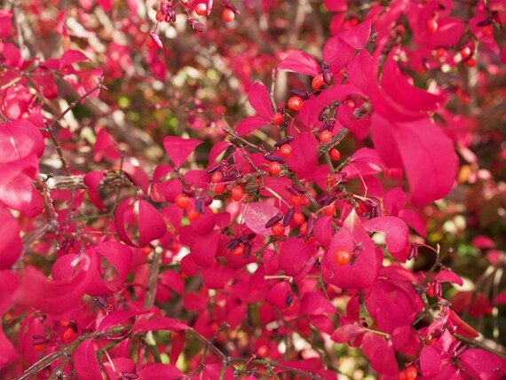 Euonymus Alatus WINGED DWARF SPINDLE Deciduous Shrub - Etsy UK