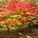 Neoshirakia Japonica - MILK TREE, Magnificent Autumn Colour, Produces ...