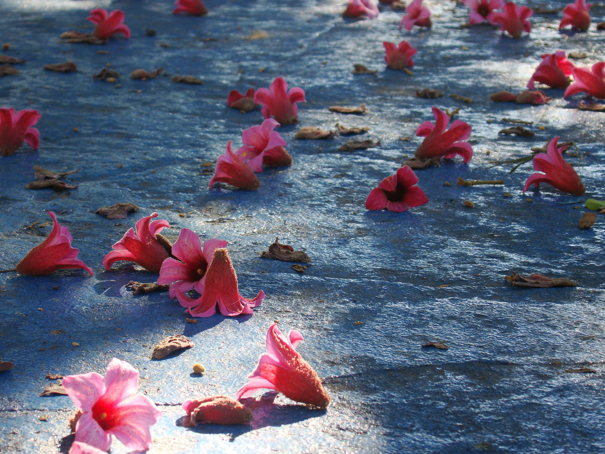 Brachychiton Discolor - PINK FLAME TREE, Ornamental Deciduous Tree ...
