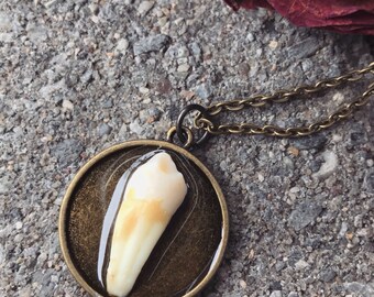 Human tooth necklace | Etsy