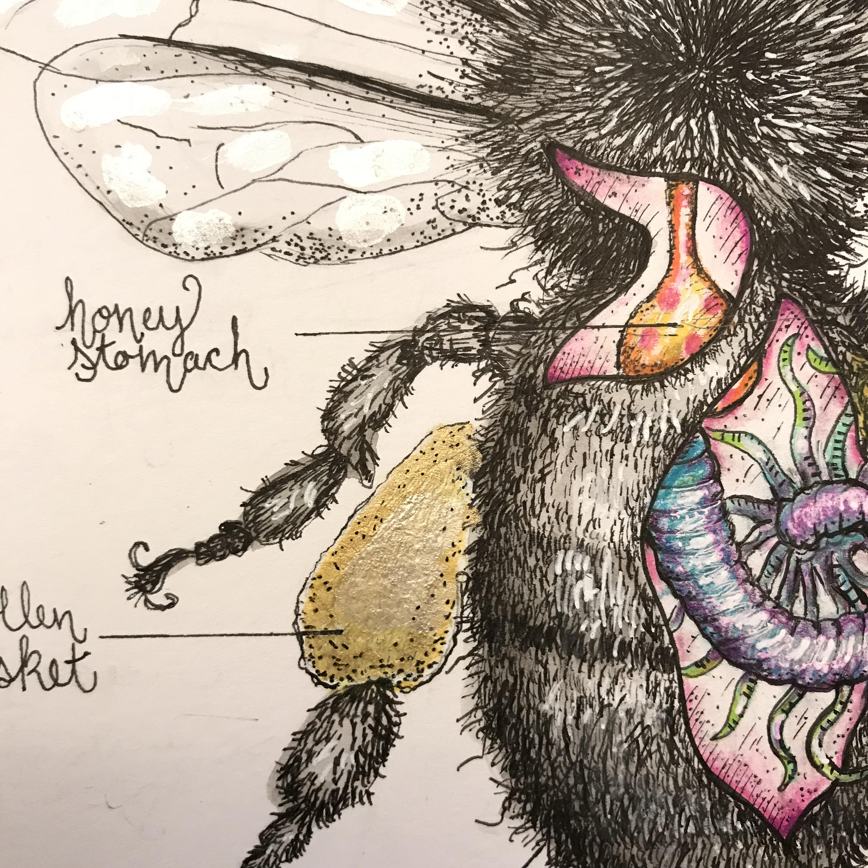 Anatomy of a Honeybee 12x18 - Etsy