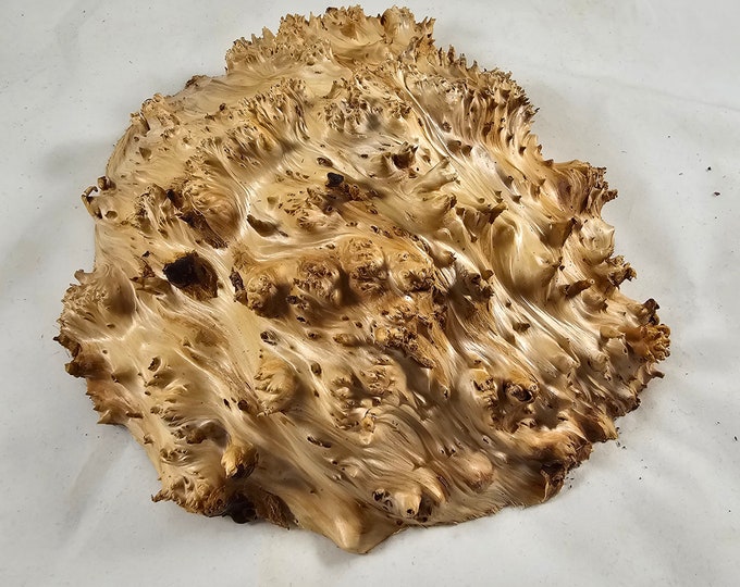 Large Beautiful Cedar Burl Wood From Vancouver Island Canada Do It ...