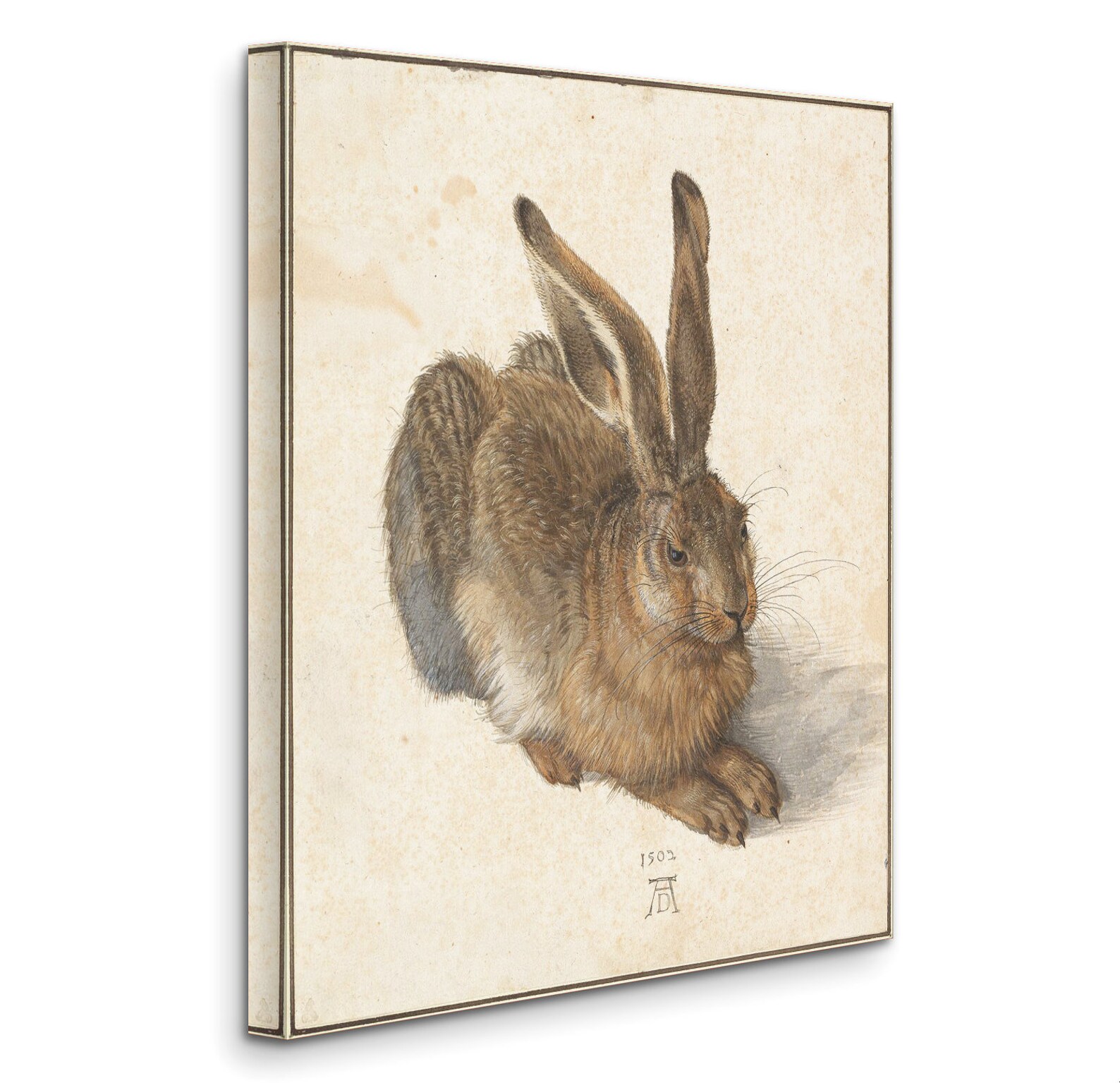 Albrecht Dürer : Young Hare 1502 Canvas Gallery Wrapped | Etsy