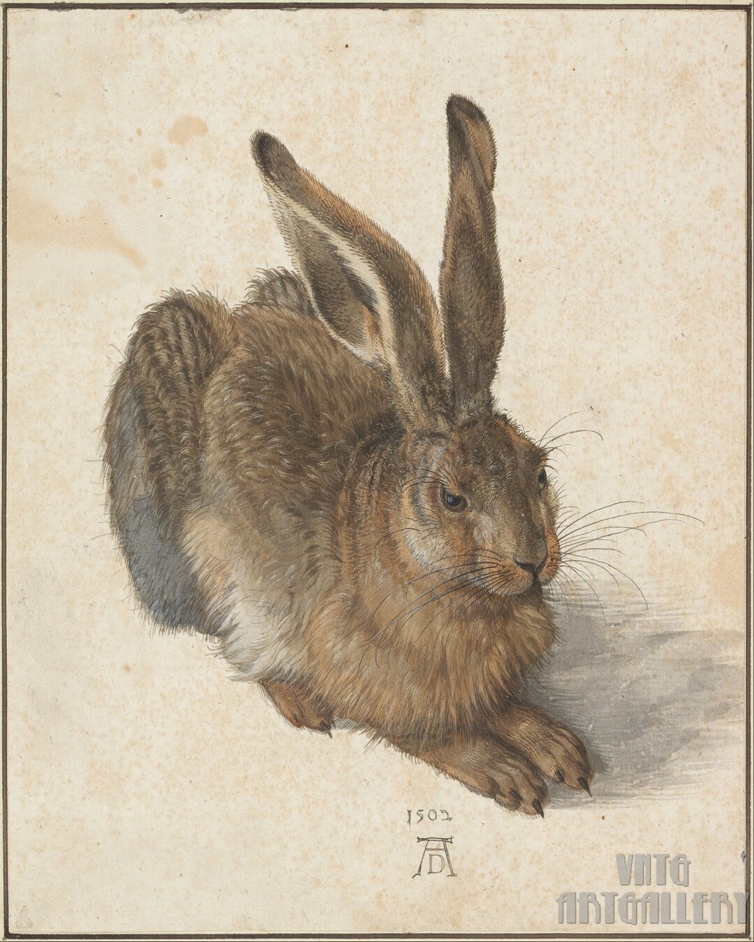 Albrecht Dürer : Young Hare 1502 Canvas Gallery Wrapped or Framed ...