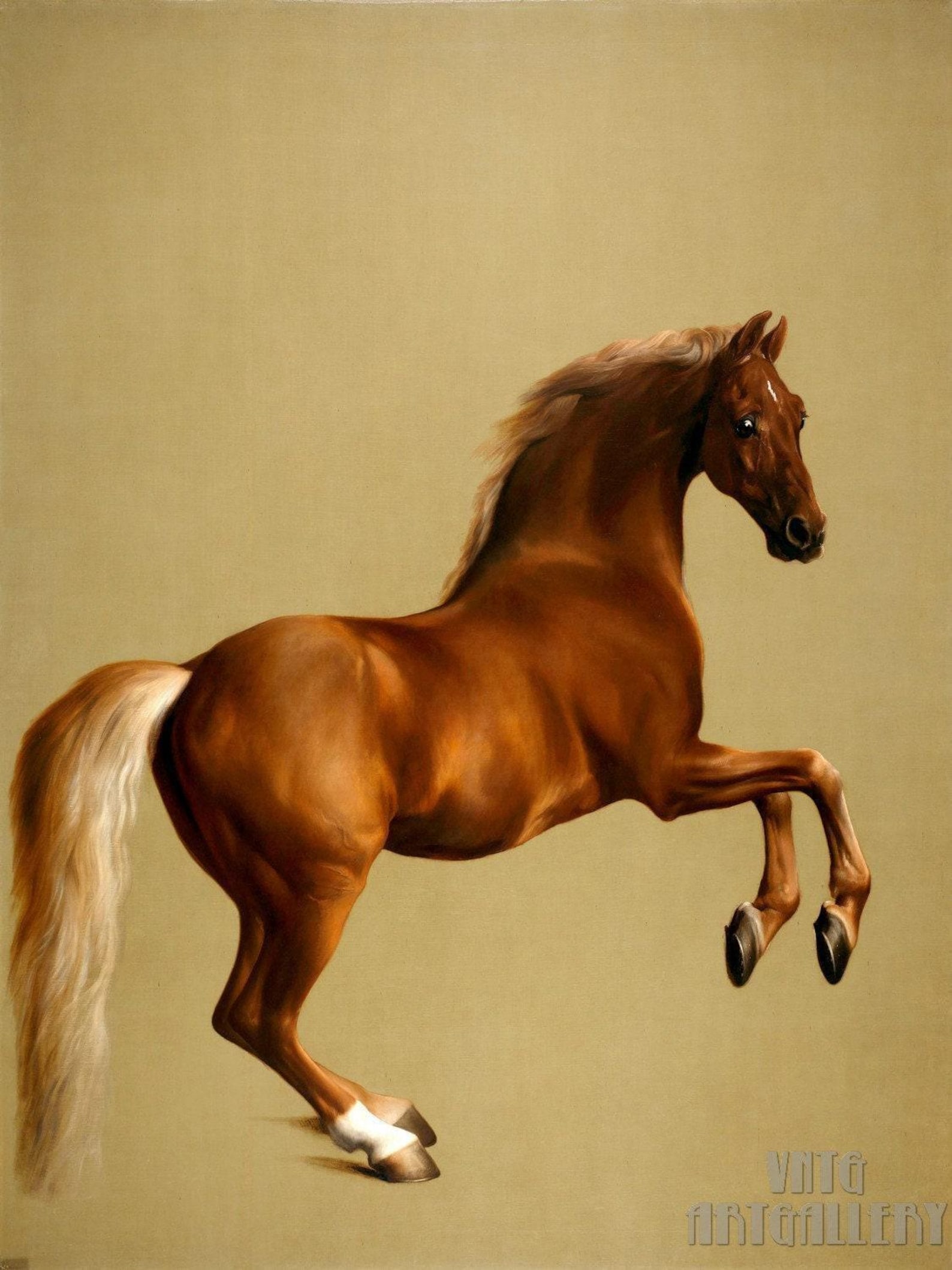 George Stubbs : Whistlejacket (1762) Canvas Gallery Wrapped or Framed ...