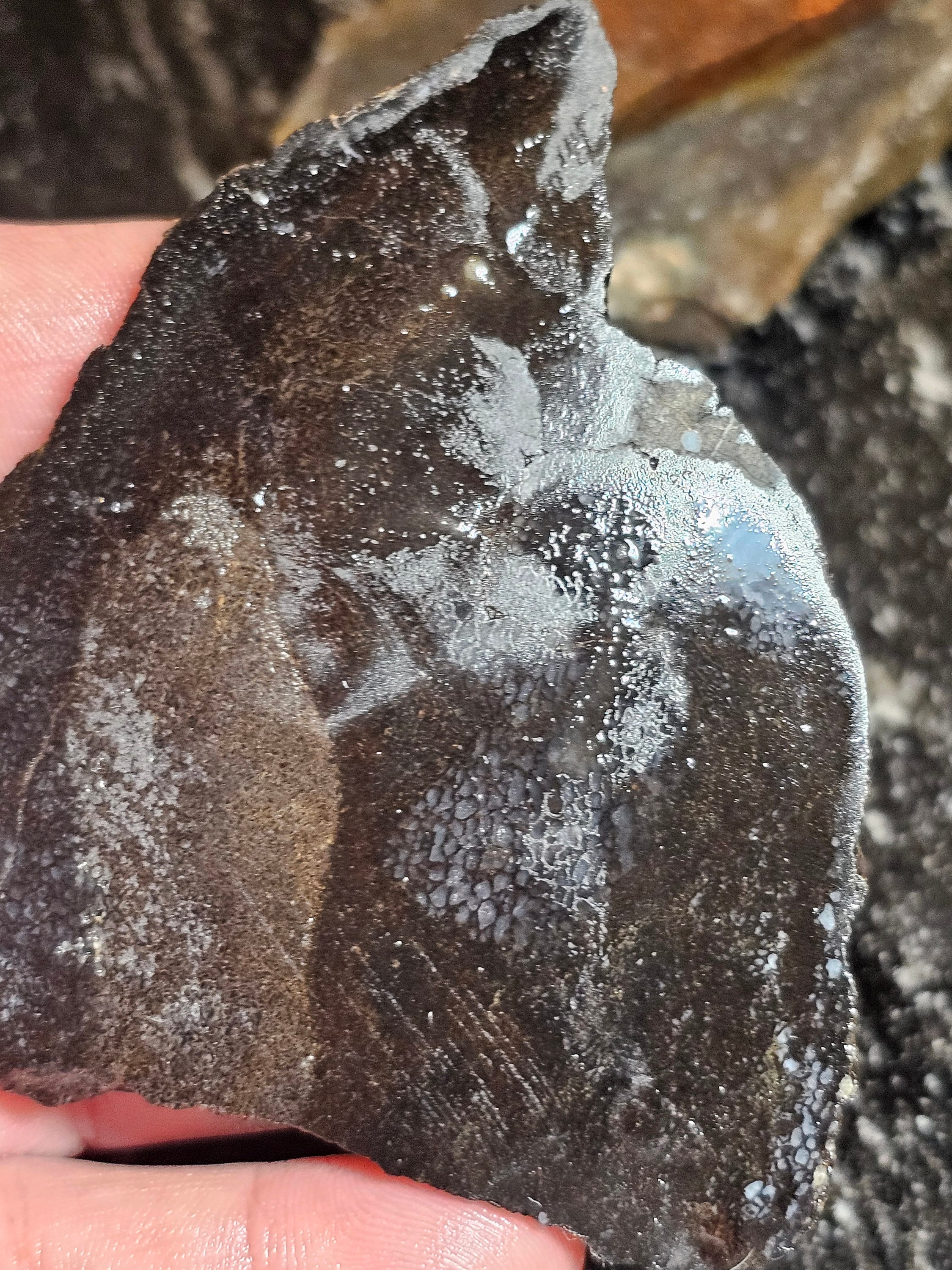 Dinosaur Gembone, Variety 5 Pieces of Dino Bone, Dinosaur Bone, 445 ...