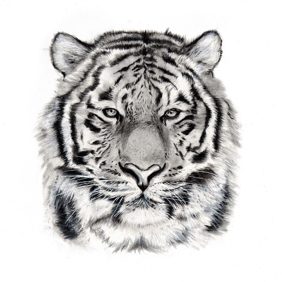 ORIGINAL 'tiger' Charcoal Drawing on Paper - Etsy