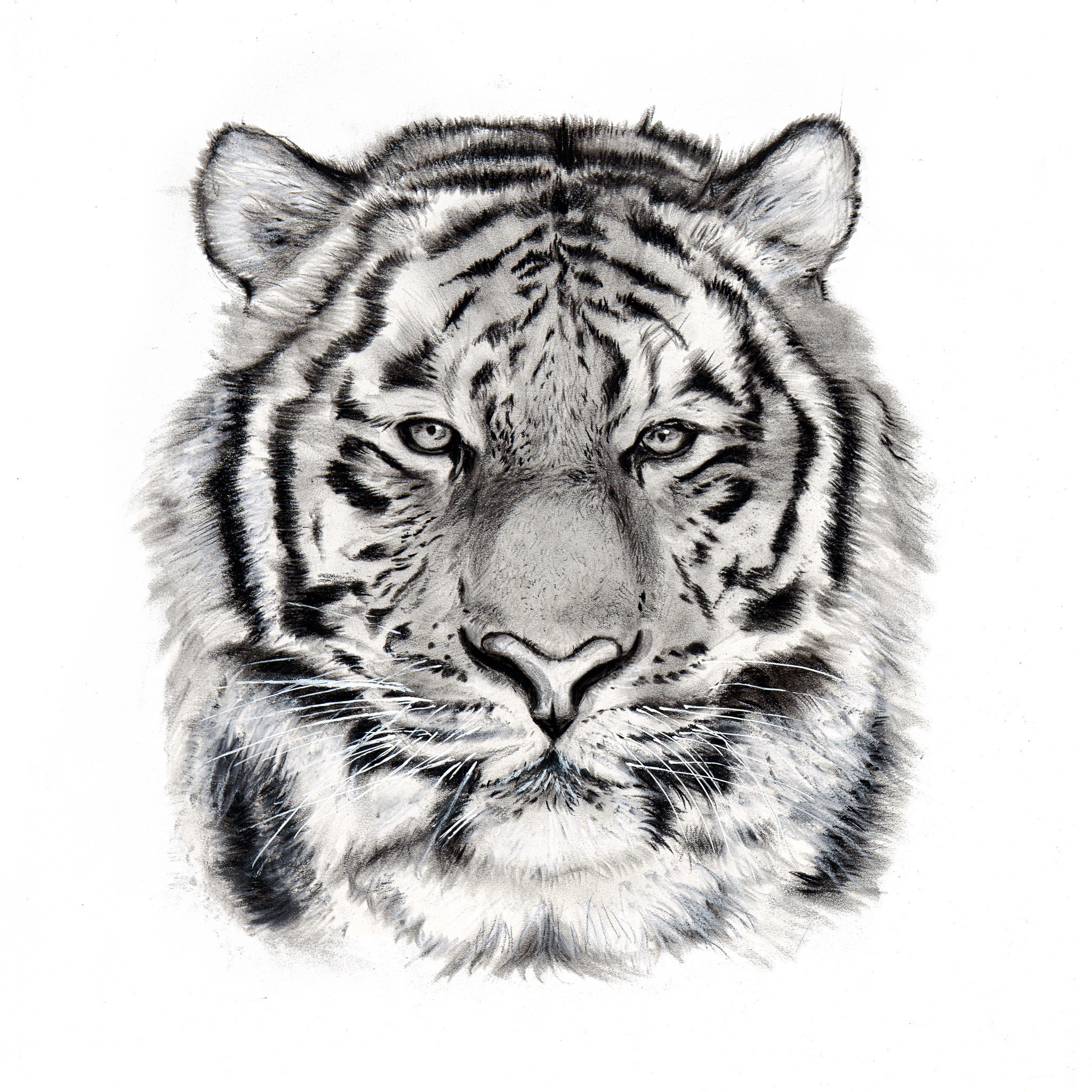 ORIGINAL 'tiger' Charcoal Drawing on Paper - Etsy