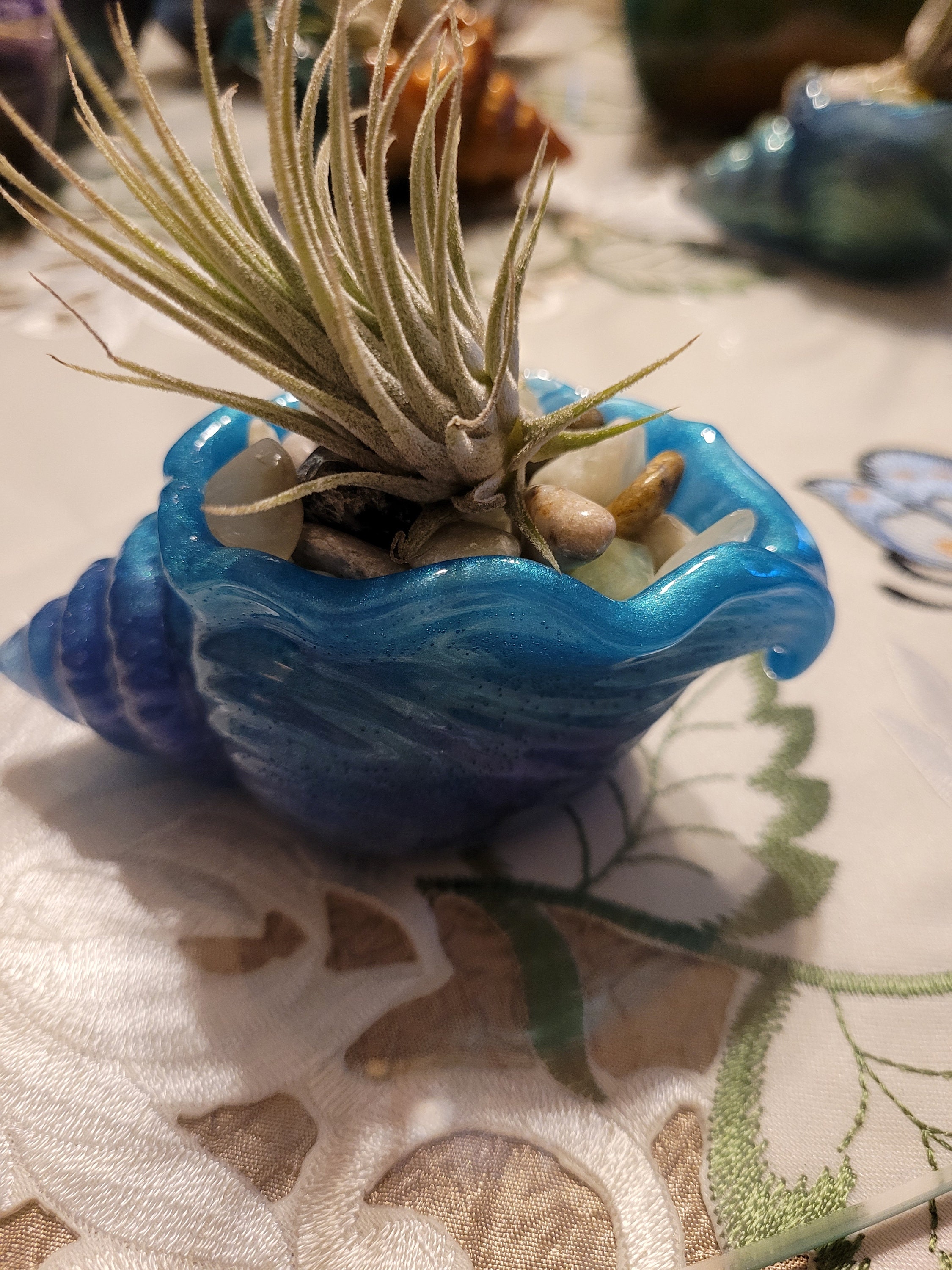 Conch Shell Air Plant Planter - Etsy