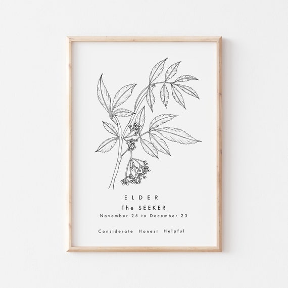 Celtic Elder Tree Print/tree Astrology Print/celtic Zodiac - Etsy