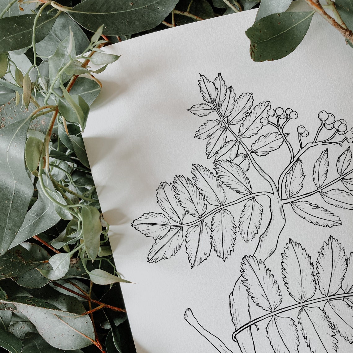 Celtic Rowan Tree Print/tree Astrology Print/celtic Zodiac | Etsy