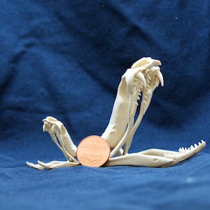 3d Printed Coral Snake Skull - Etsy