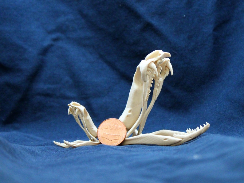 3d Printed Coral Snake Skull - Etsy