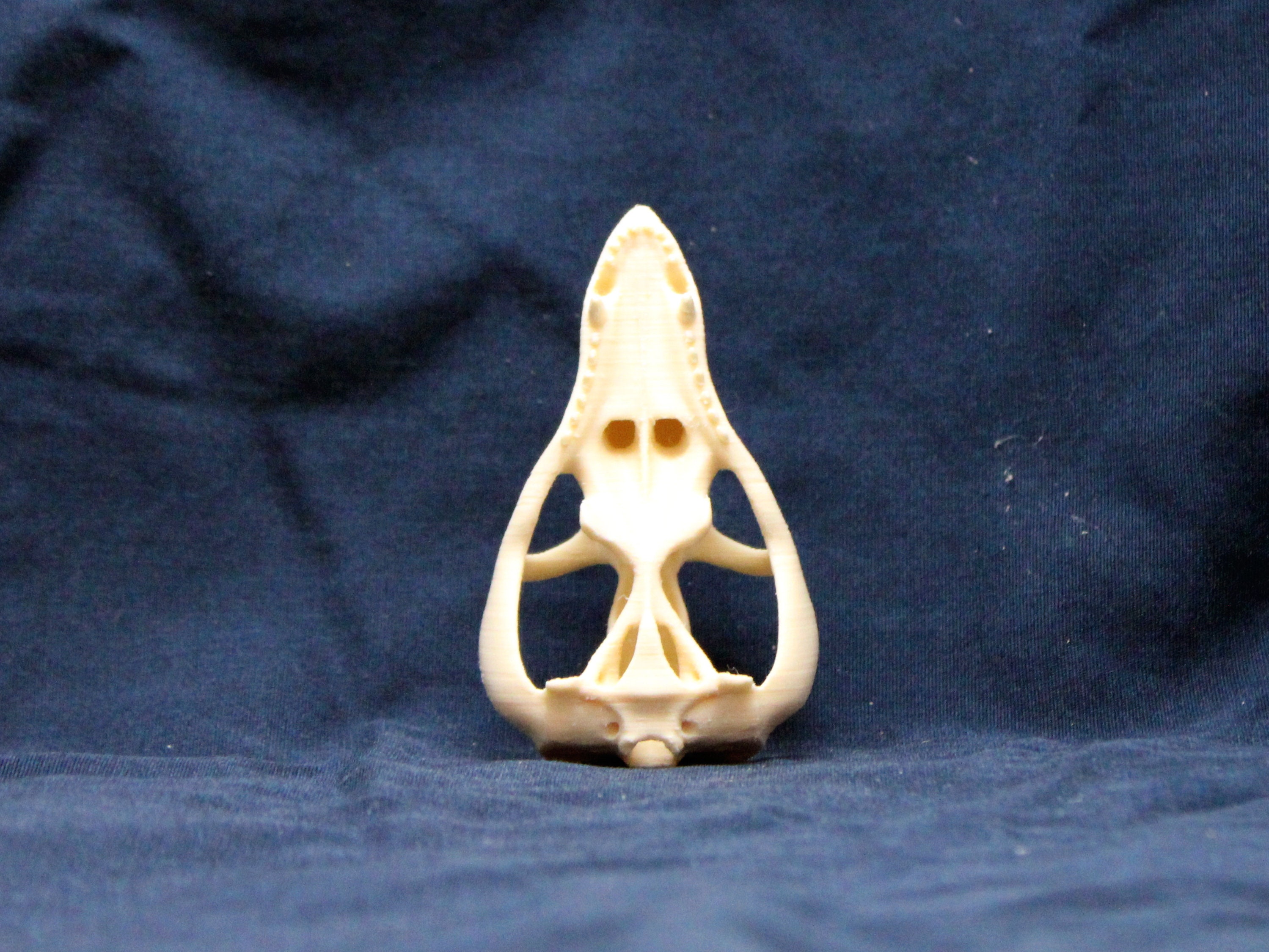 3d Printed Thrinaxodon Skull - Etsy
