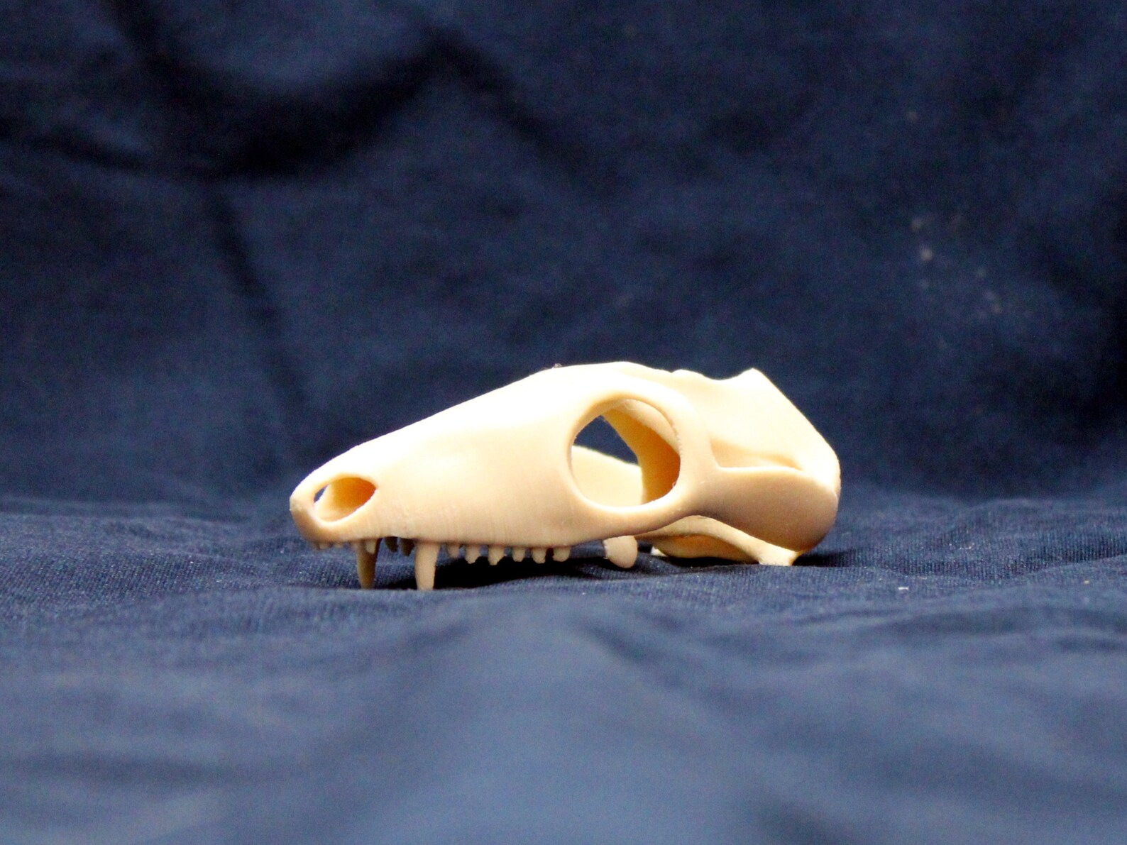 3d Printed Thrinaxodon Skull - Etsy