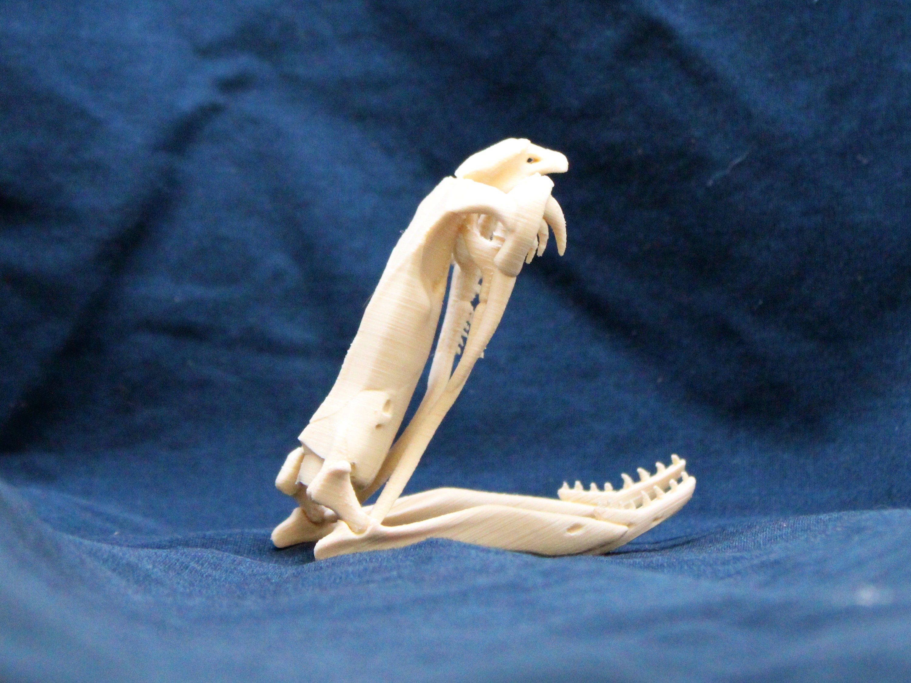 3d Printed Coral Snake Skull - Etsy
