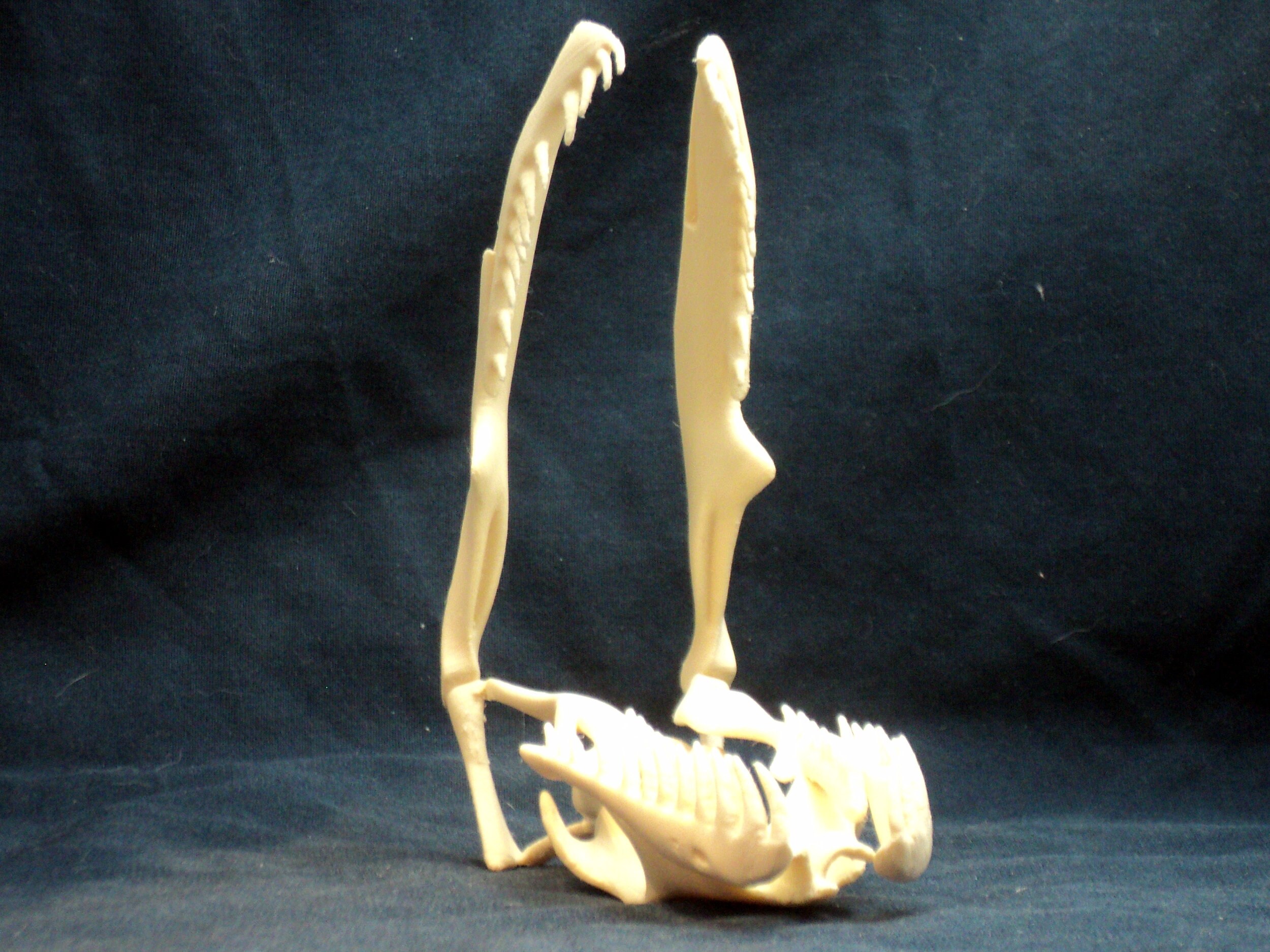 3d Printed Python Skull - Etsy