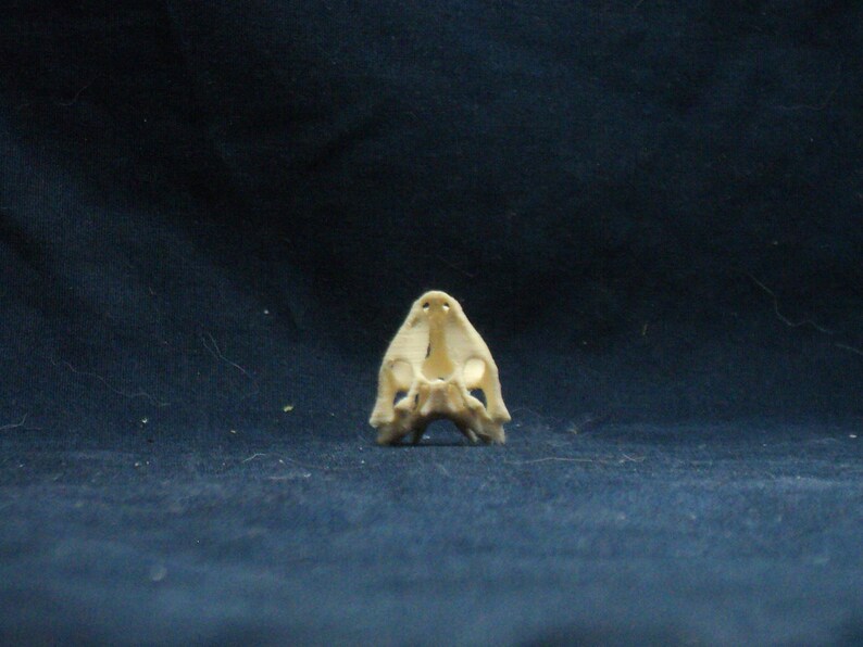 3d Printed Horned Lizard Skull - Etsy
