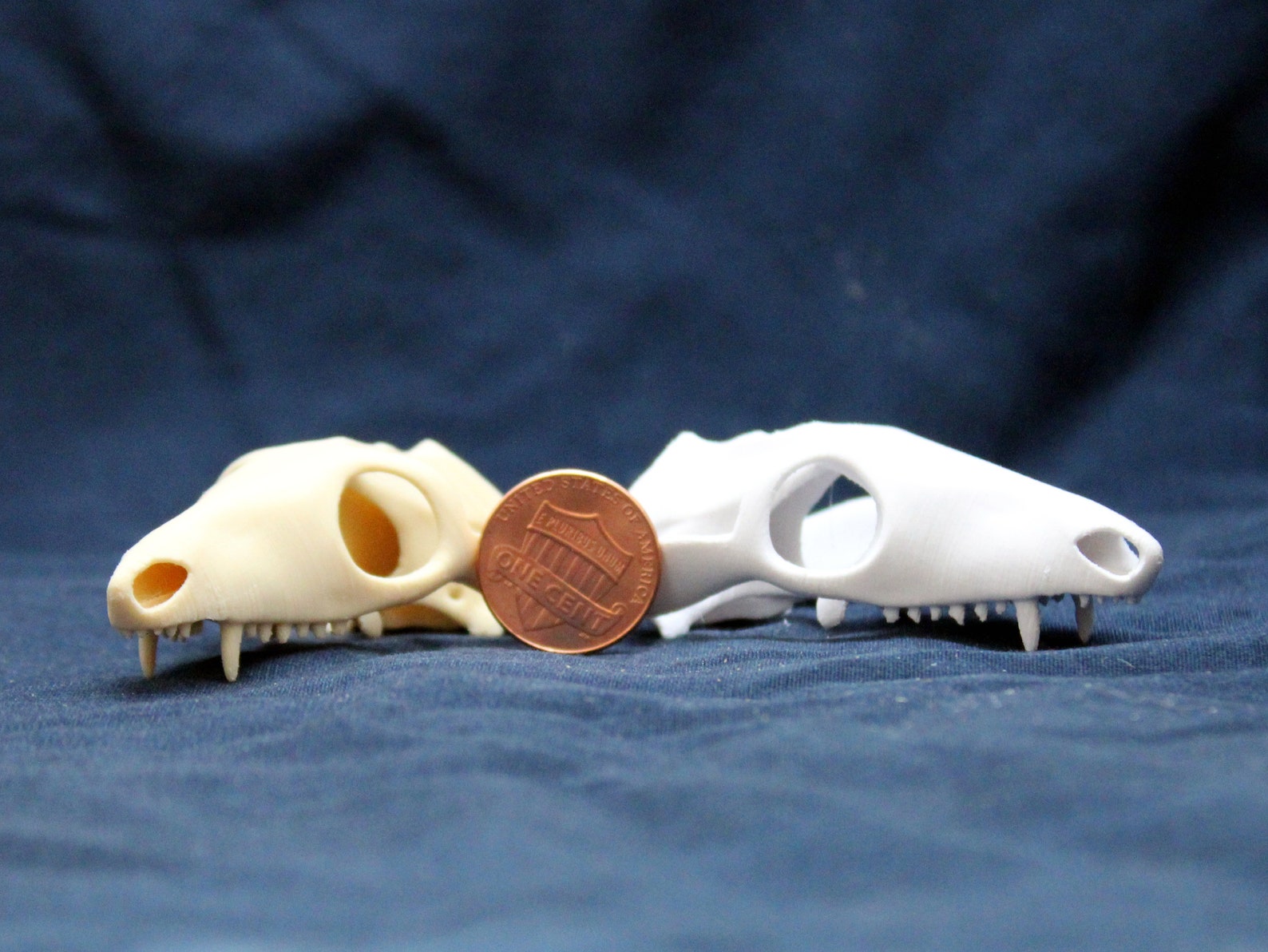 3d Printed Thrinaxodon Skull | Etsy