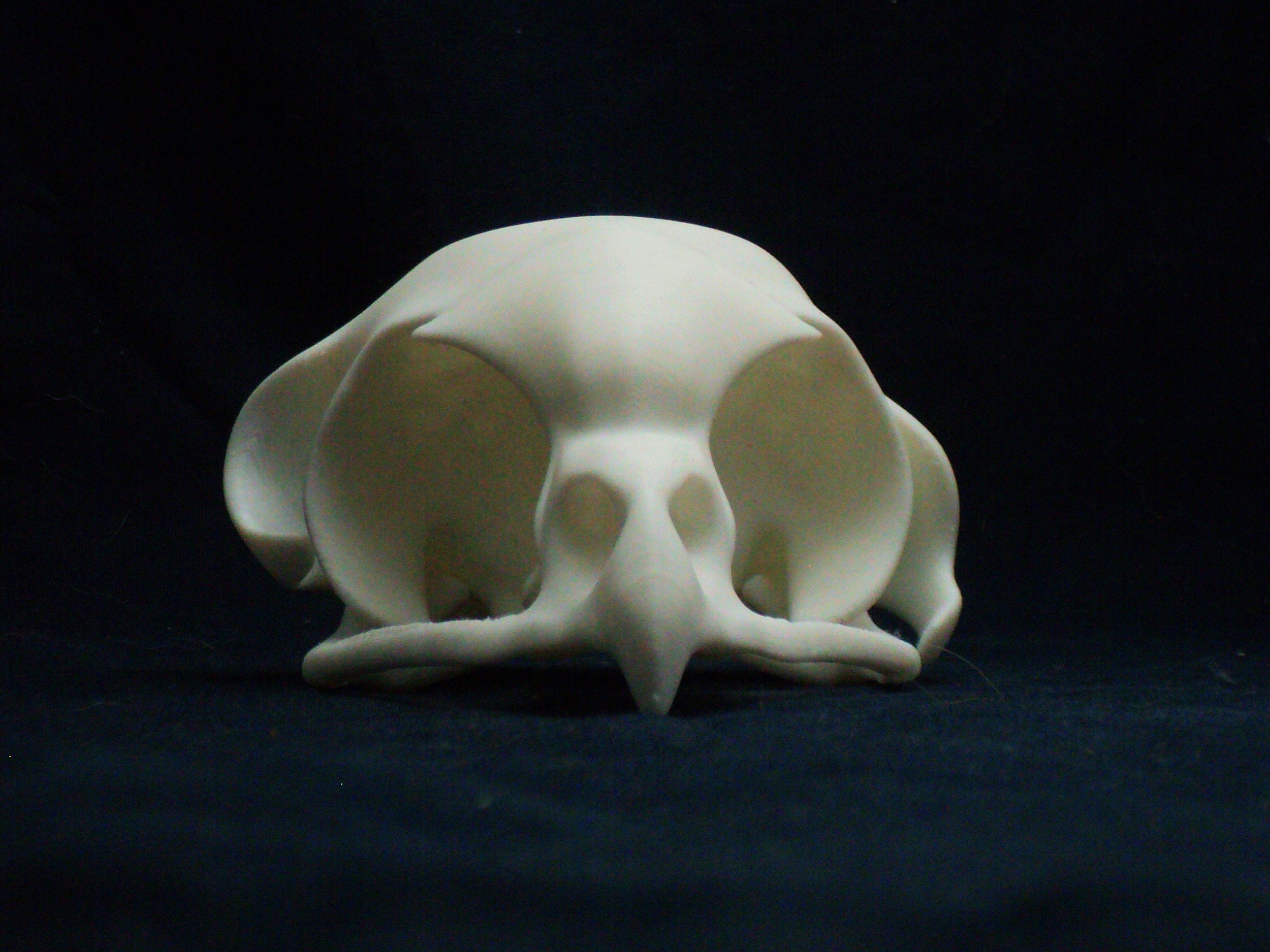 3d Printed Owl Skull - Etsy