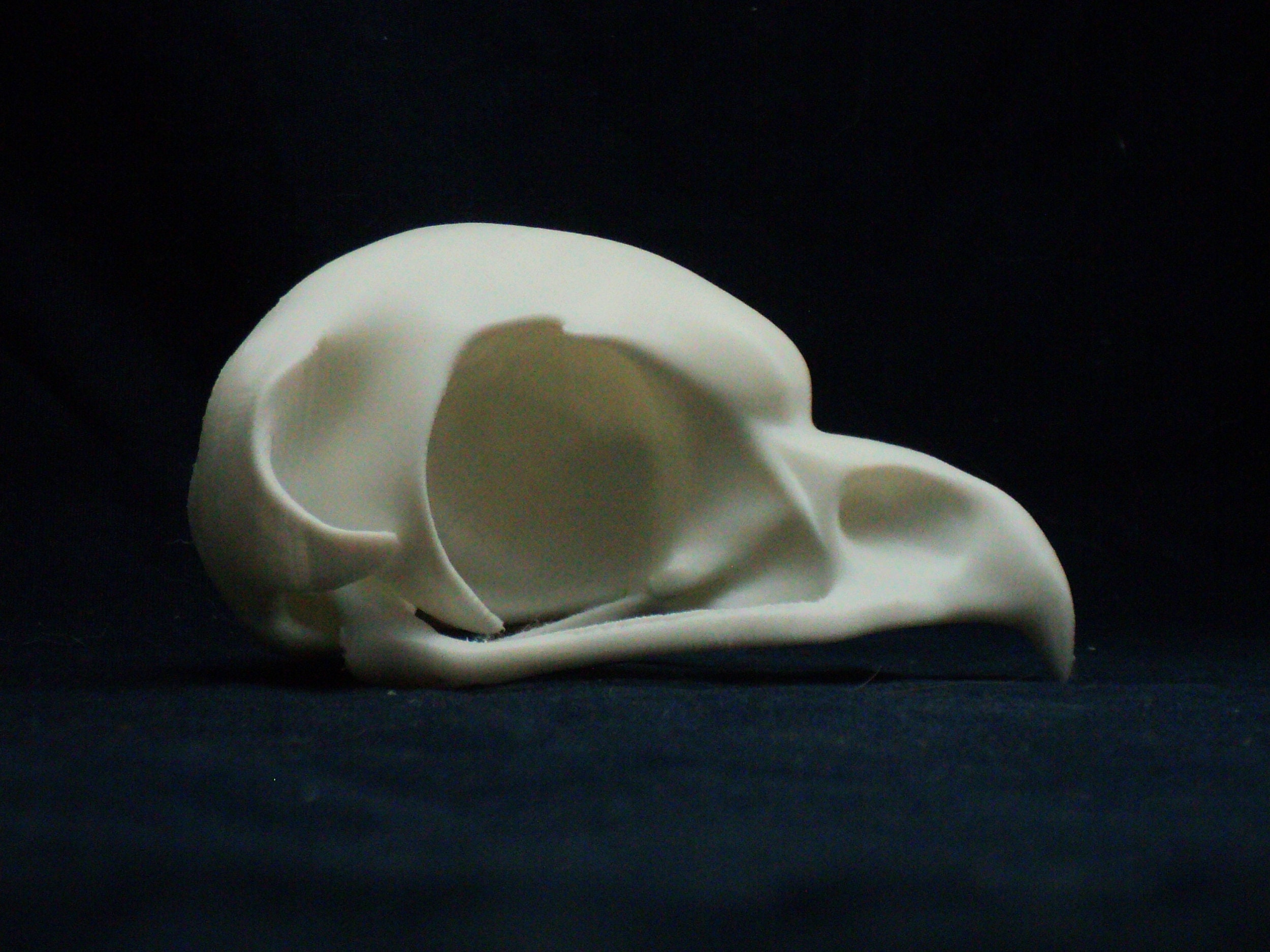 3d Printed Owl Skull - Etsy