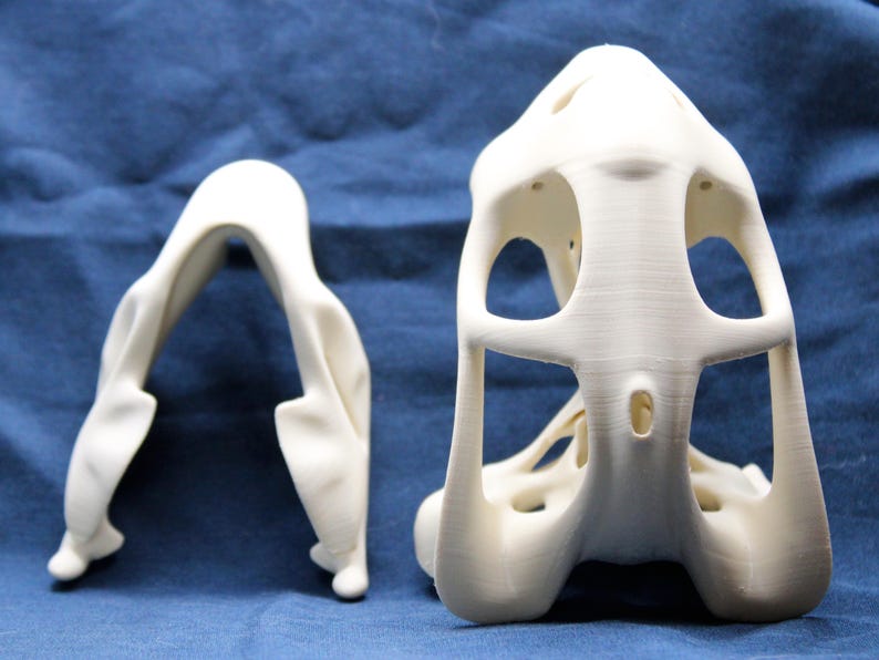 3d Printed Diictodon Skull - Etsy