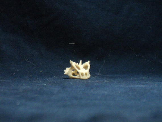 3d Printed Horned Lizard Skull - Etsy